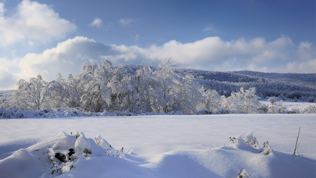 A Hero for Purity and Innocent Life - CMF CURO